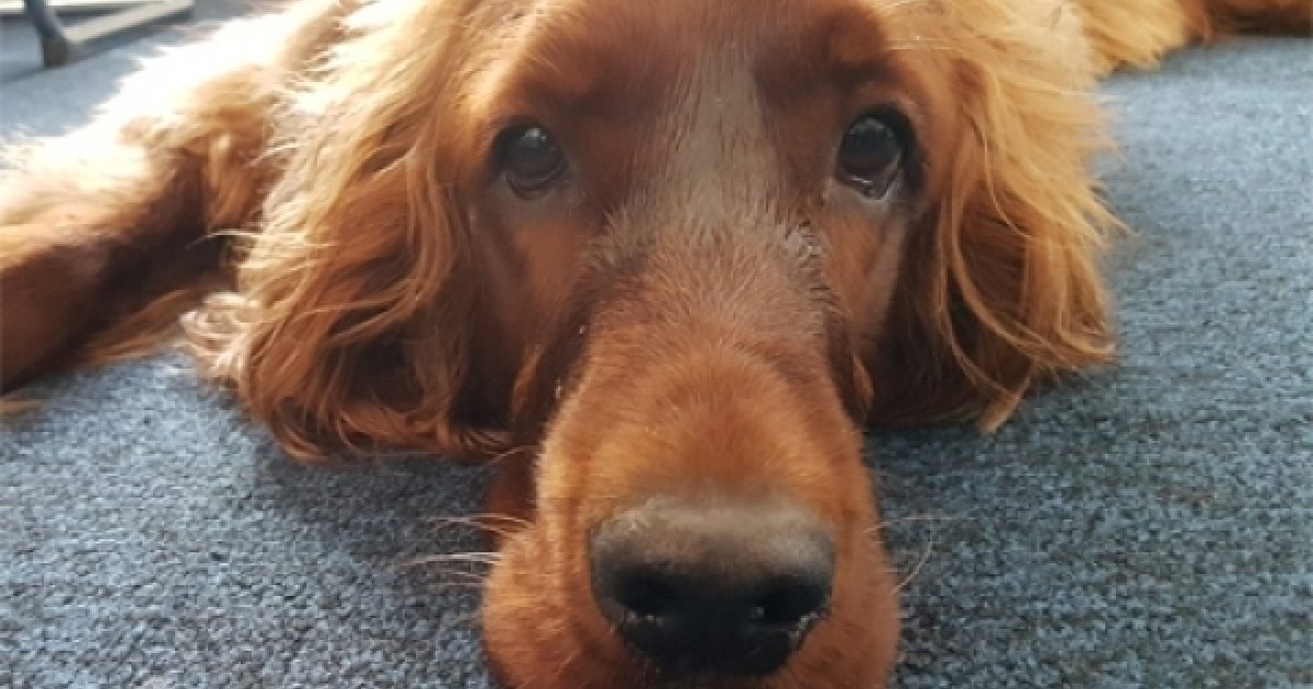 A Big Dog: Paco is this week’s PR pet… | PRmoment.com