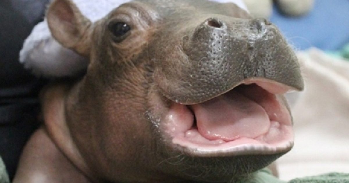 Communicator of the Week: Cincinnati Zoo for telling… | PRmoment.com