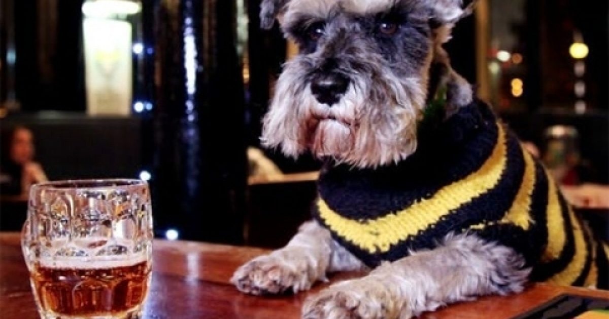 Good and Bad PR: Pub dogs do the rounds | PRmoment.com