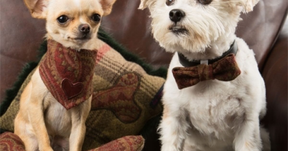 Pets in PR: Are these the most glamorous dogs working… | PRmoment.com