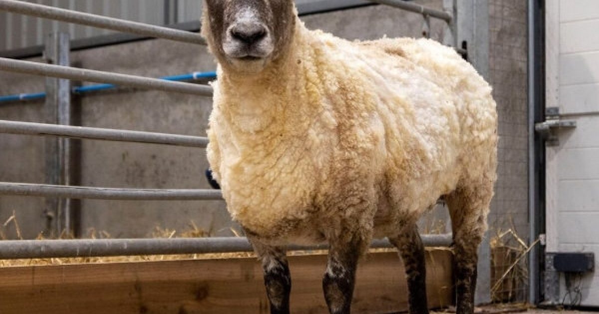Good and Bad PR: Britain’s Loneliest Sheep wins this… | PRmoment.com
